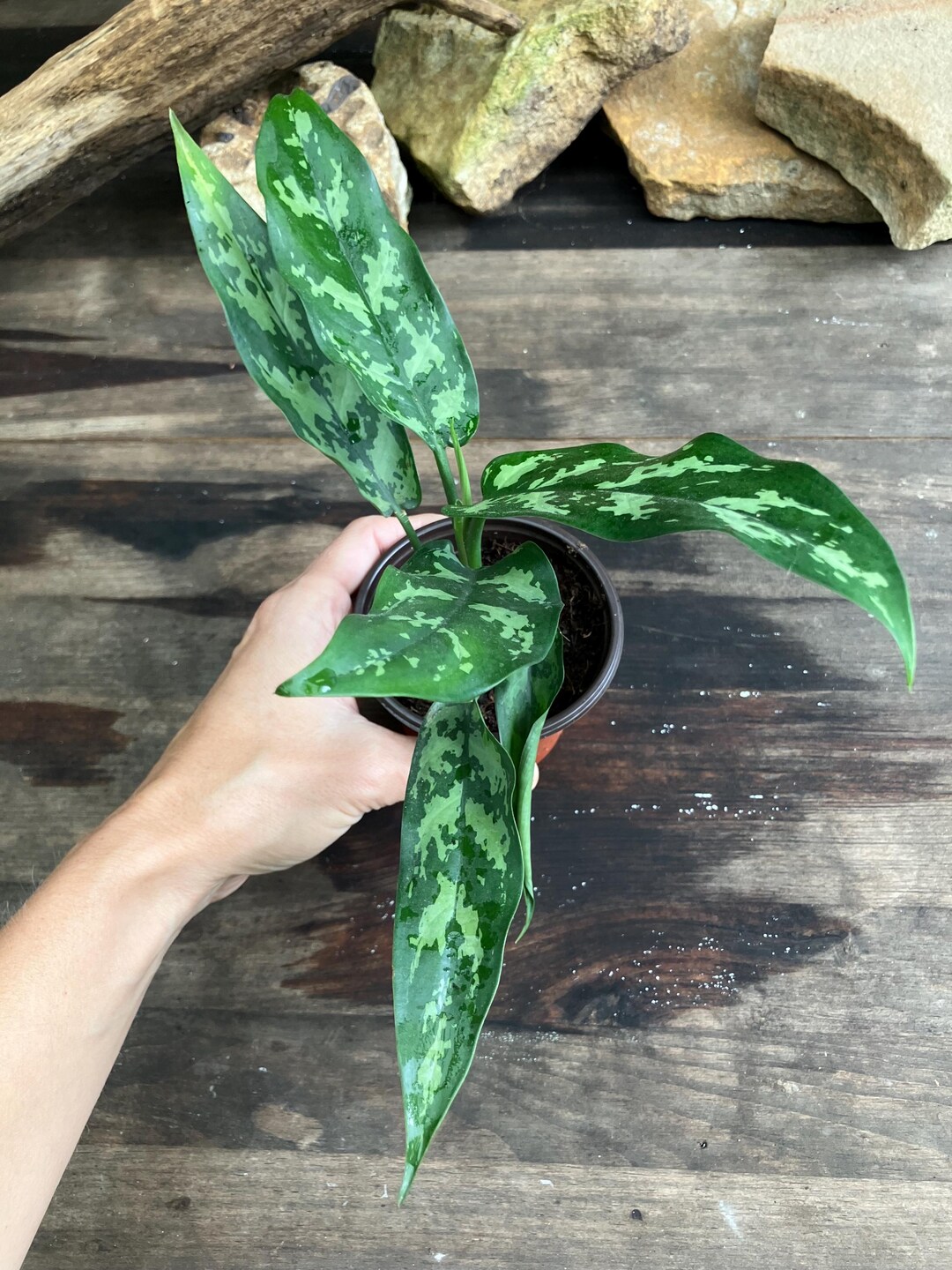 Aglaonema Maria Plant, Tropical Houseplant, 3” Pot, Chinese Evergreen ...