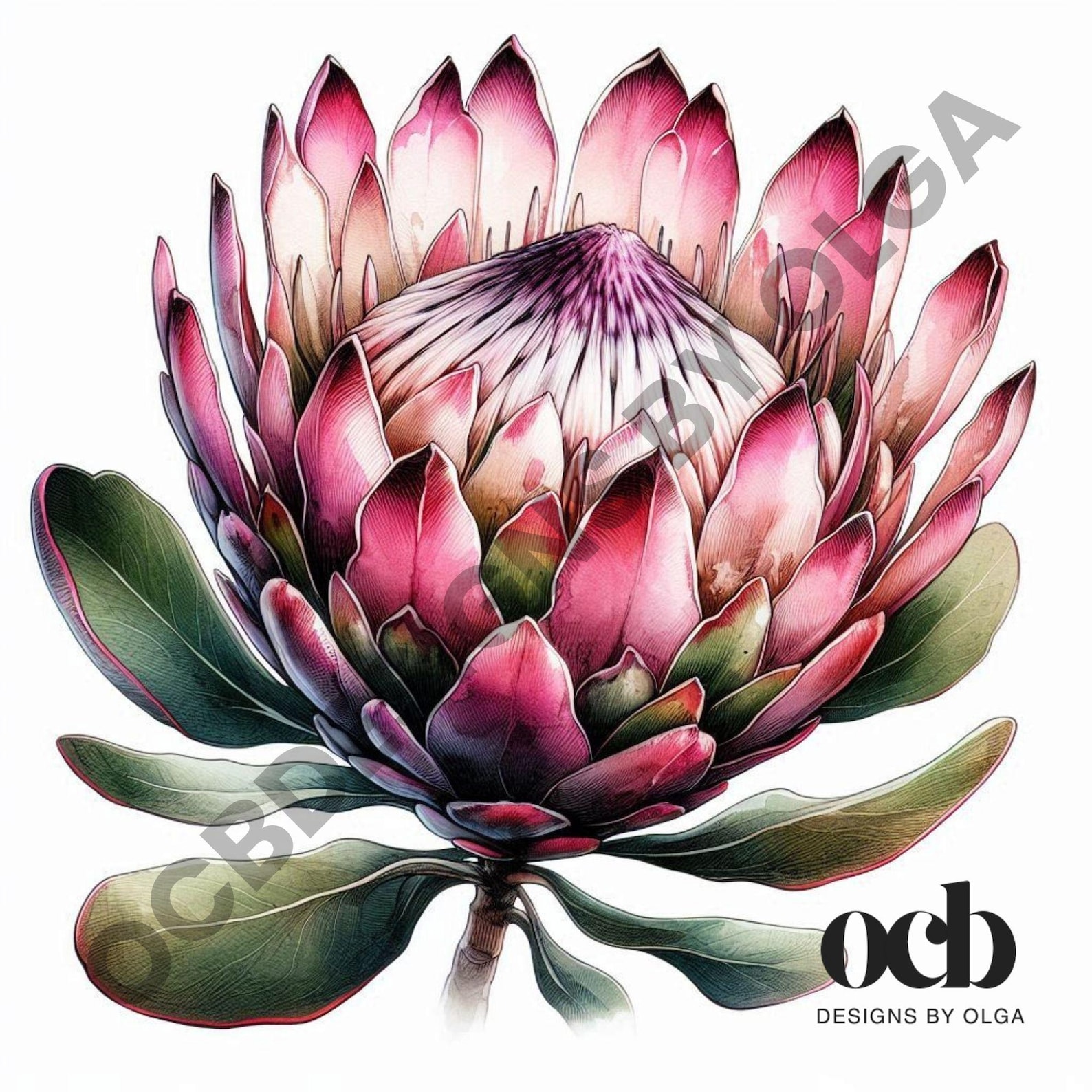Protea Clipart, Watercolor Proteas, Background Paper, Scrapbooking. - Etsy