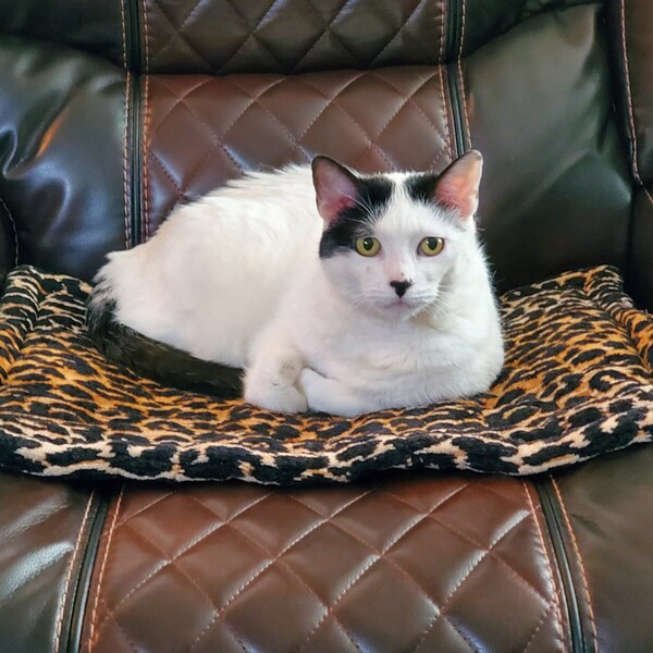 Leopard Cat Bed - Etsy