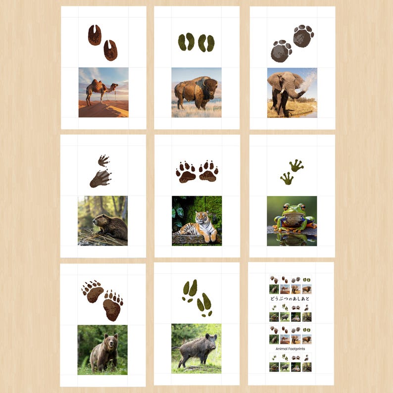 Animal Footprint Picture Cards (cultural Education) - Etsy