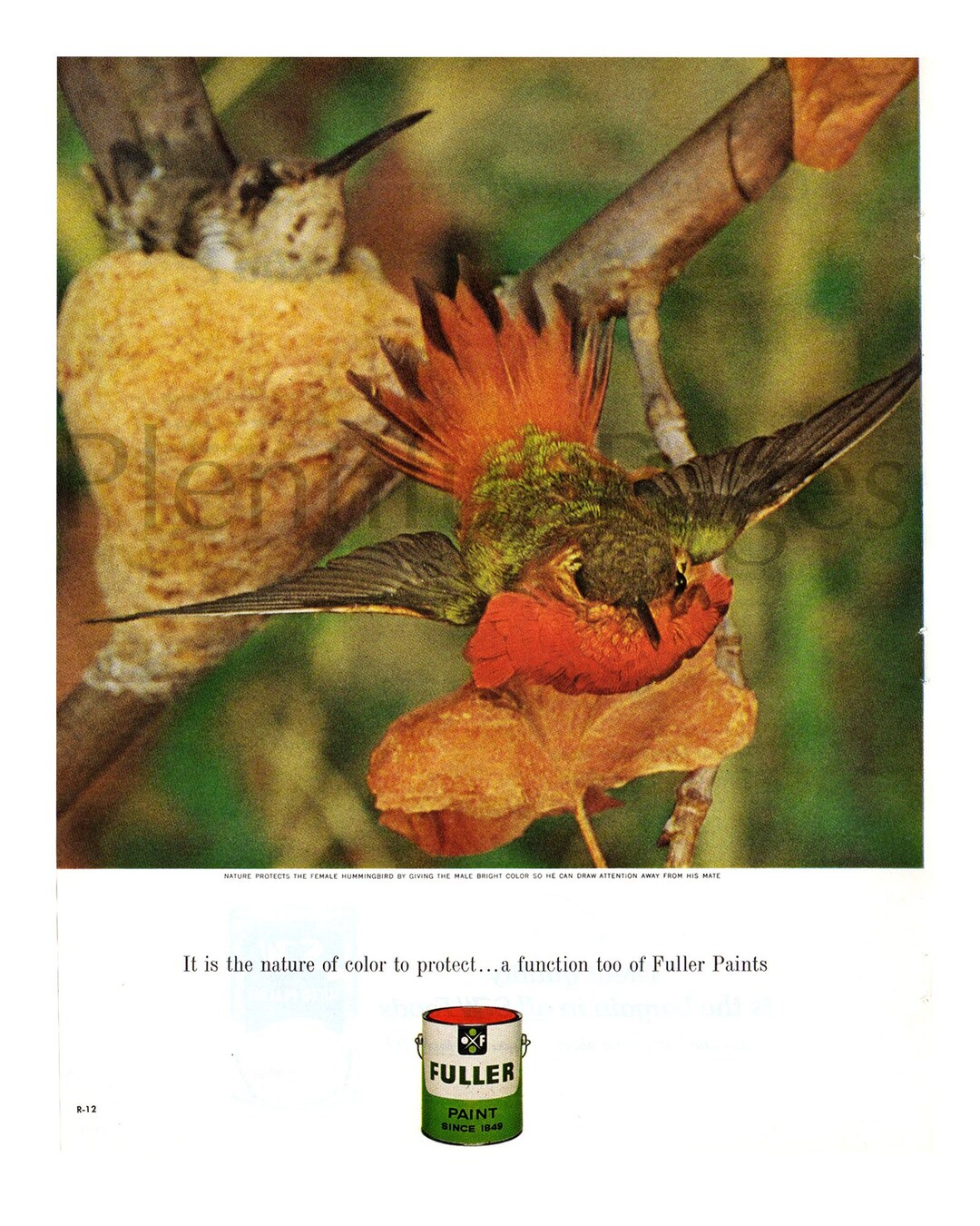 1963 Fuller Paint Vintage Ad Advertising Art Hummingbird - Etsy