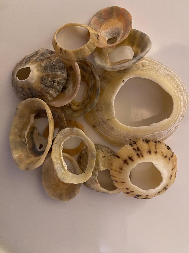 Versatile North Sea Limpet Seashells With Natural Holes: Craft Supplies ...