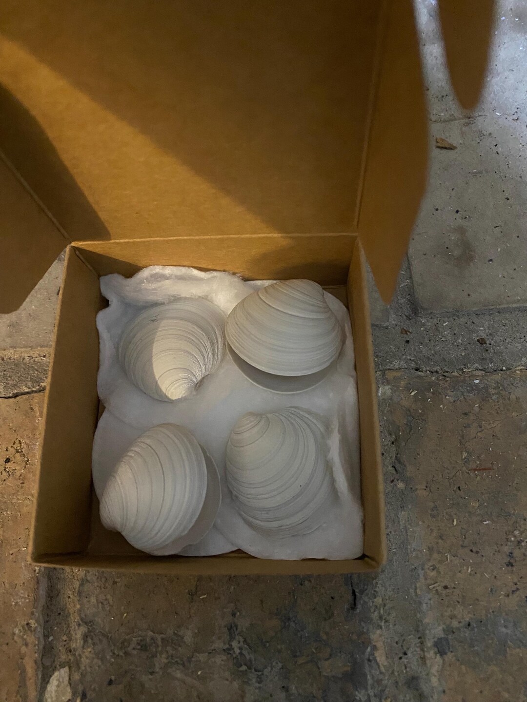 6 Sturdy Rayed Artemis North Sea Butterfly Shells, Ideal for Jewellery ...