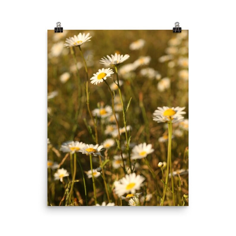 Daisies - Premium Luster Poster - Etsy