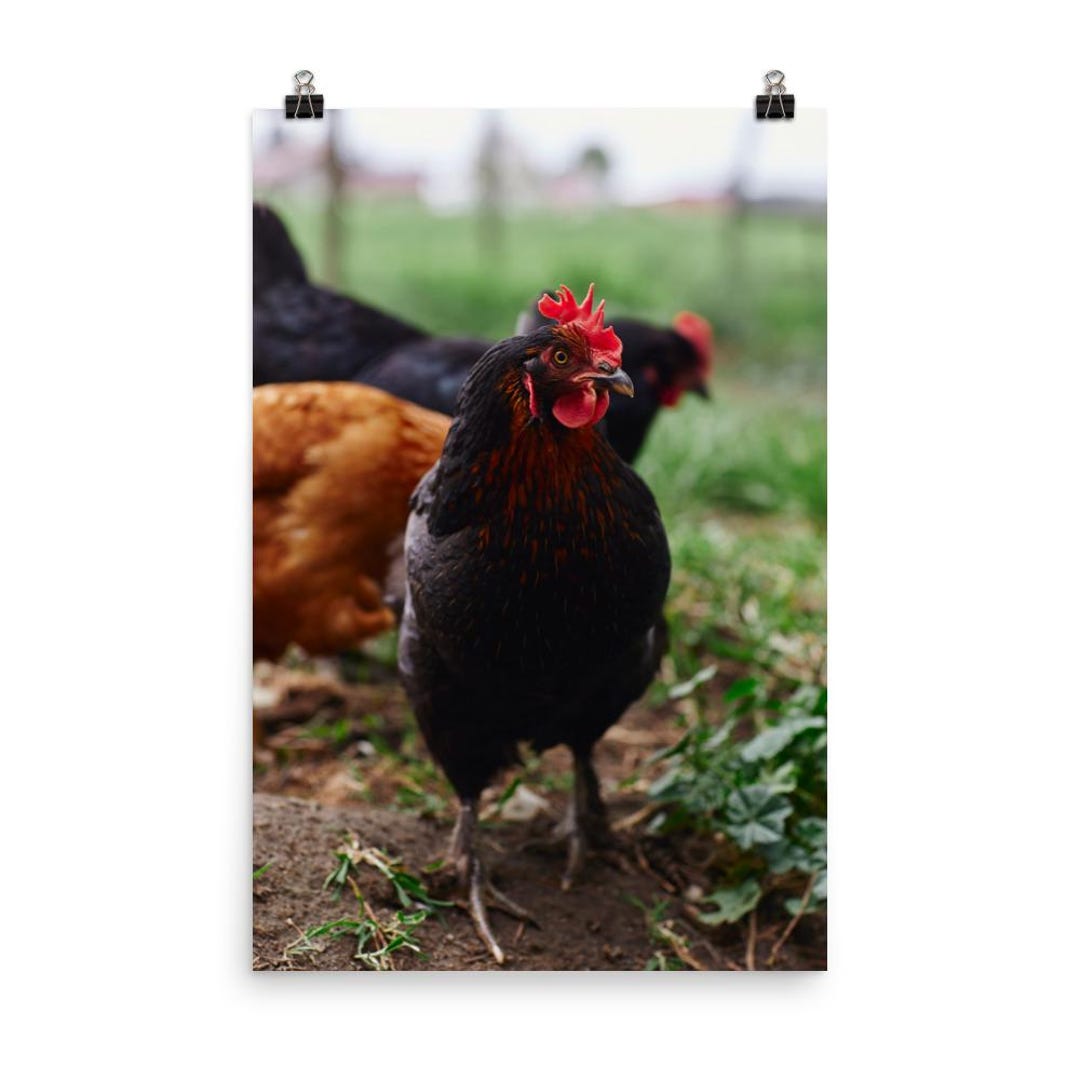 Chicken - Premium Luster Poster - Etsy