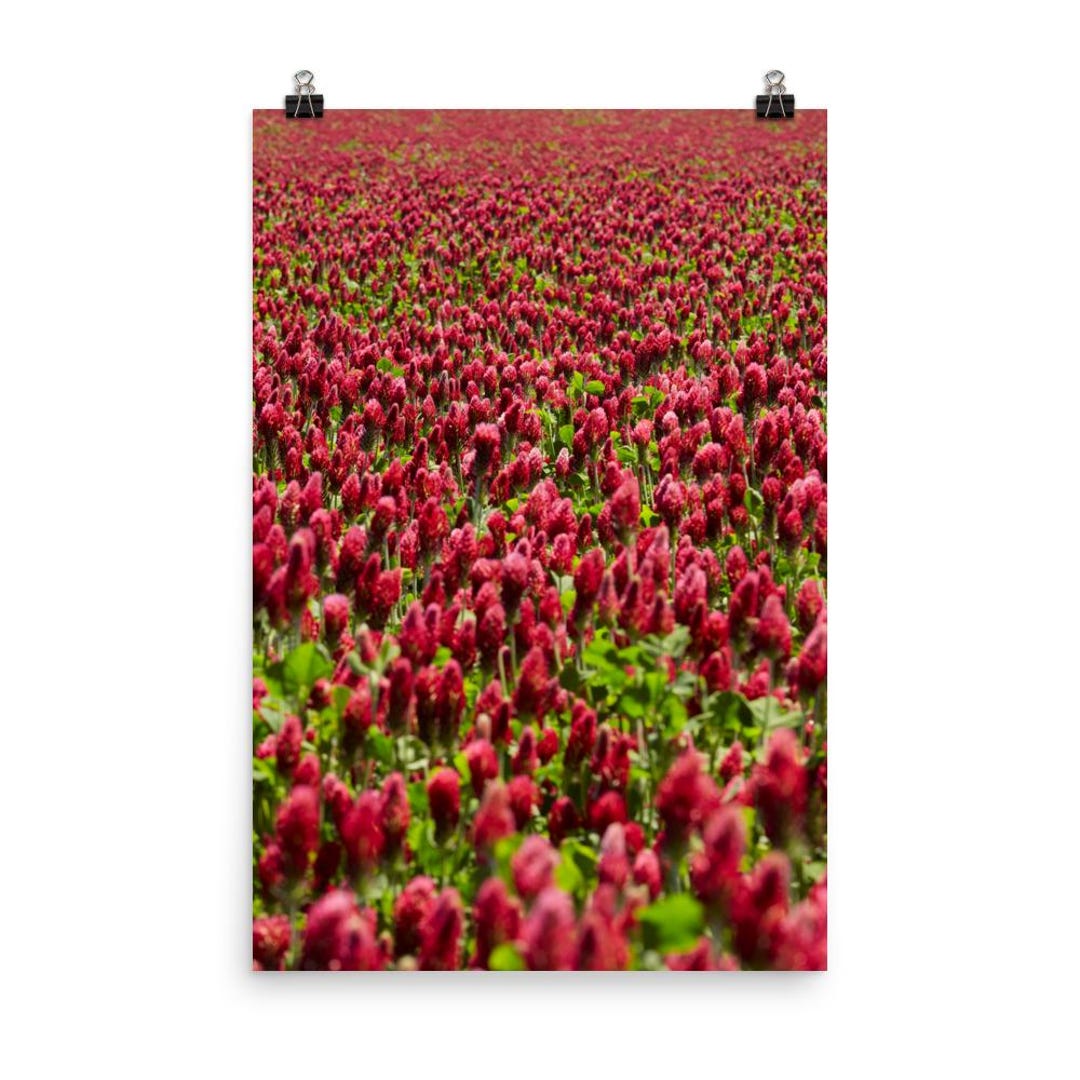 Clovers Premium Luster Poster - Etsy