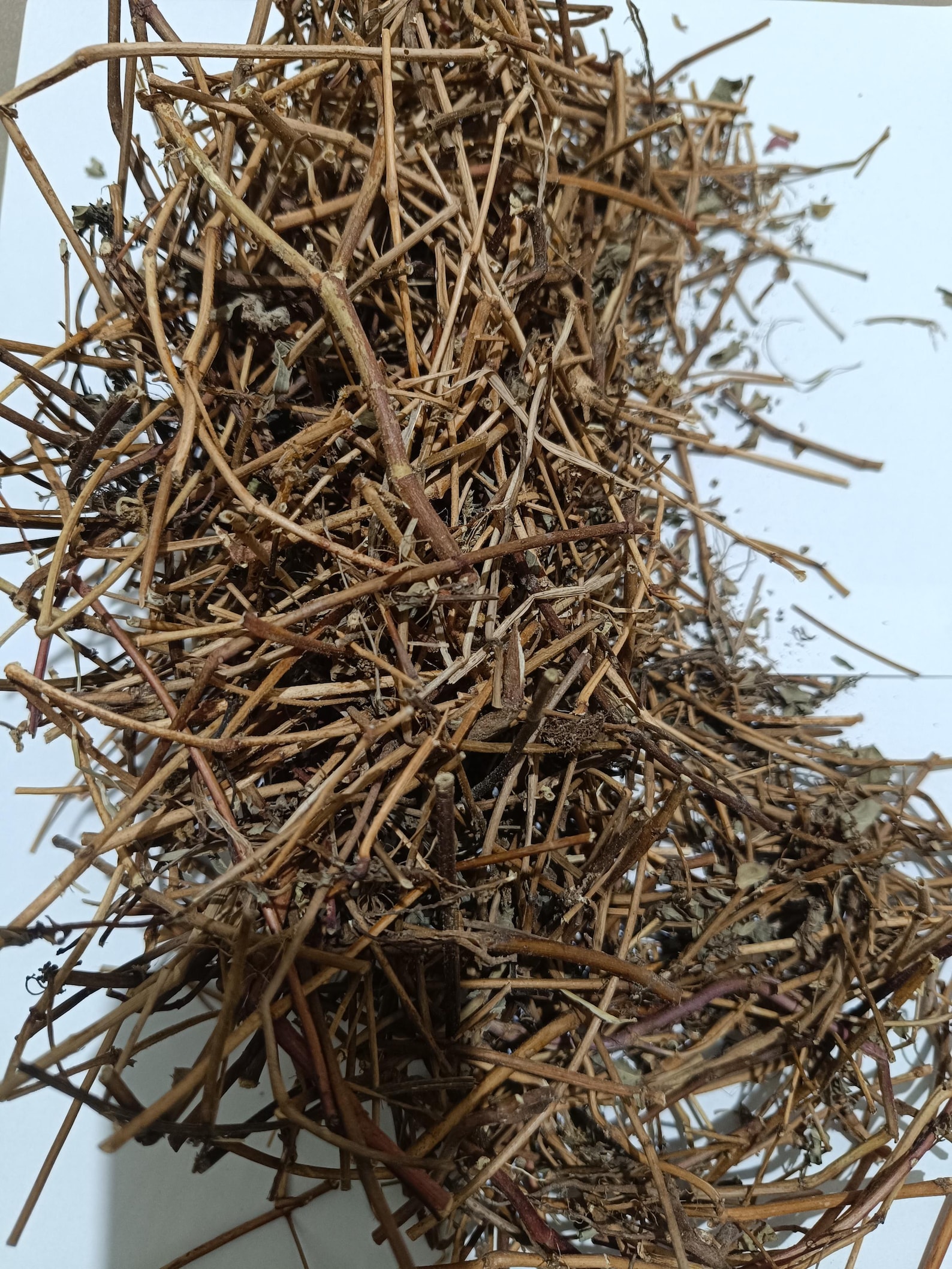 DRIED - Patikan Kebo, Asthma Plant (euphorbia Hirta) - Etsy