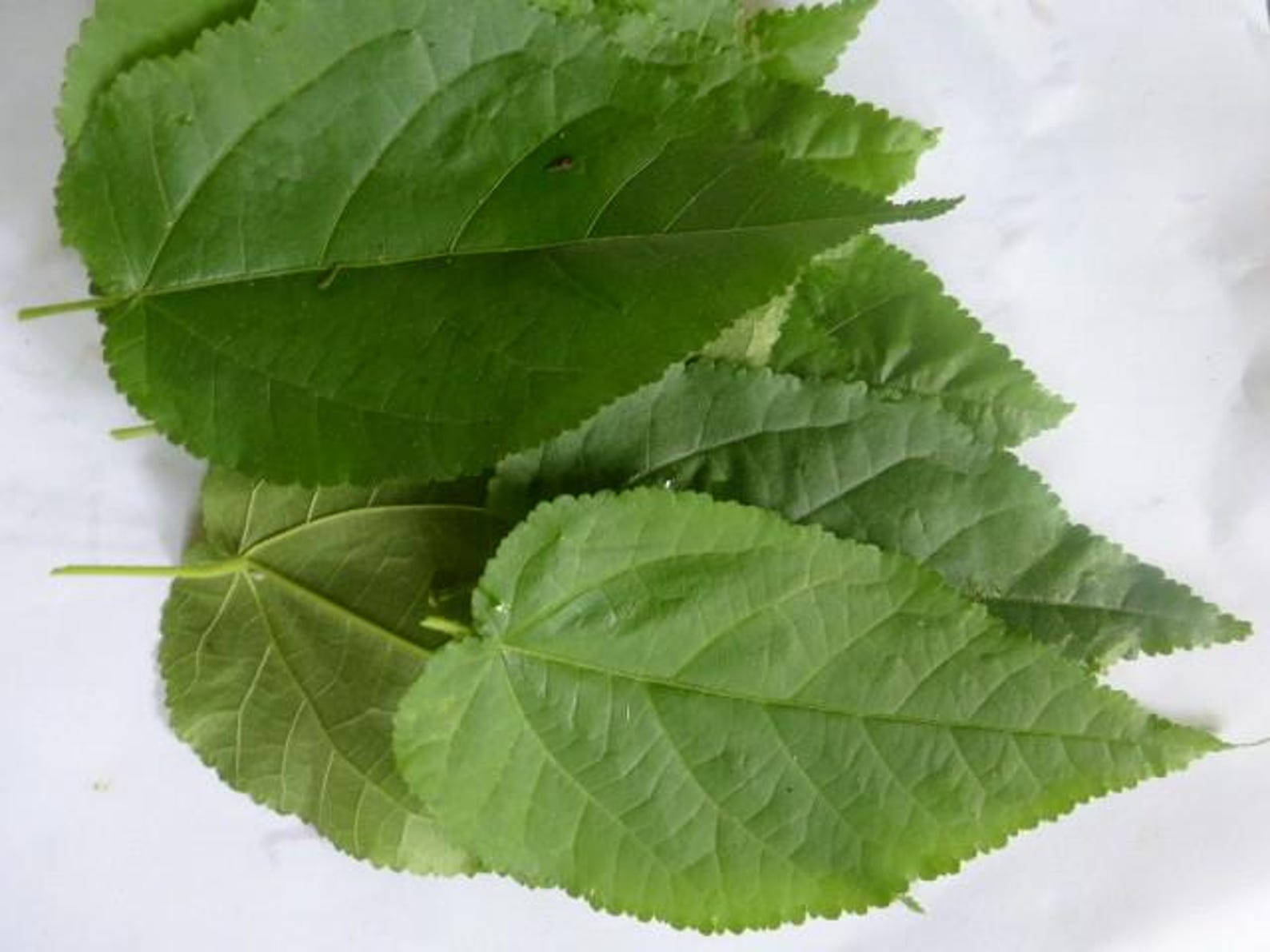 DRIED - Daun Jati Belanda , West Indian Elms (guazuma Ulmifolia) - Etsy