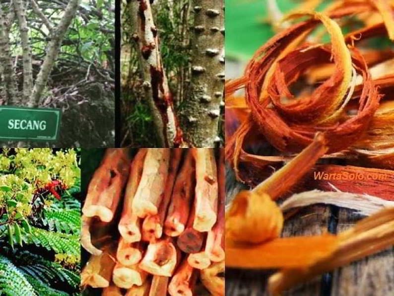 Kayu Secang, Sappanwood (biancaea Sappan, Caesalpinia Sappan) - Etsy