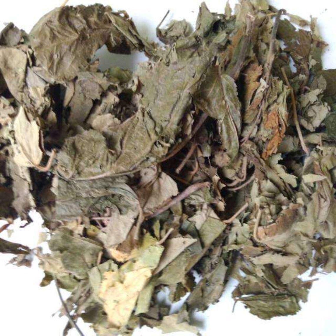 DRIED - Daun Jati Belanda , West Indian Elms (guazuma Ulmifolia) - Etsy