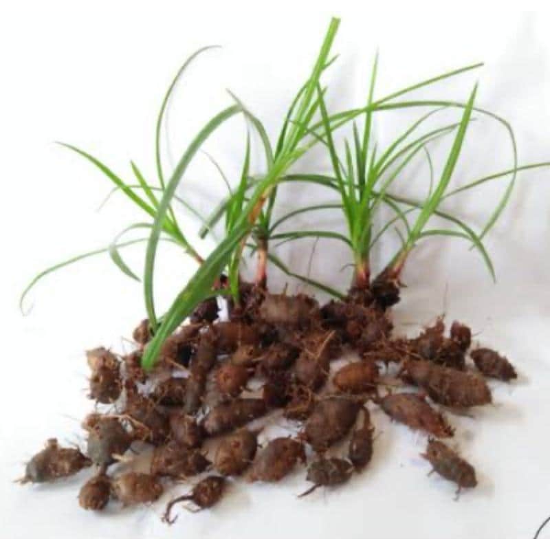 DRIED - Umbi Rumput Teki (cyperus Rotundus) - Etsy