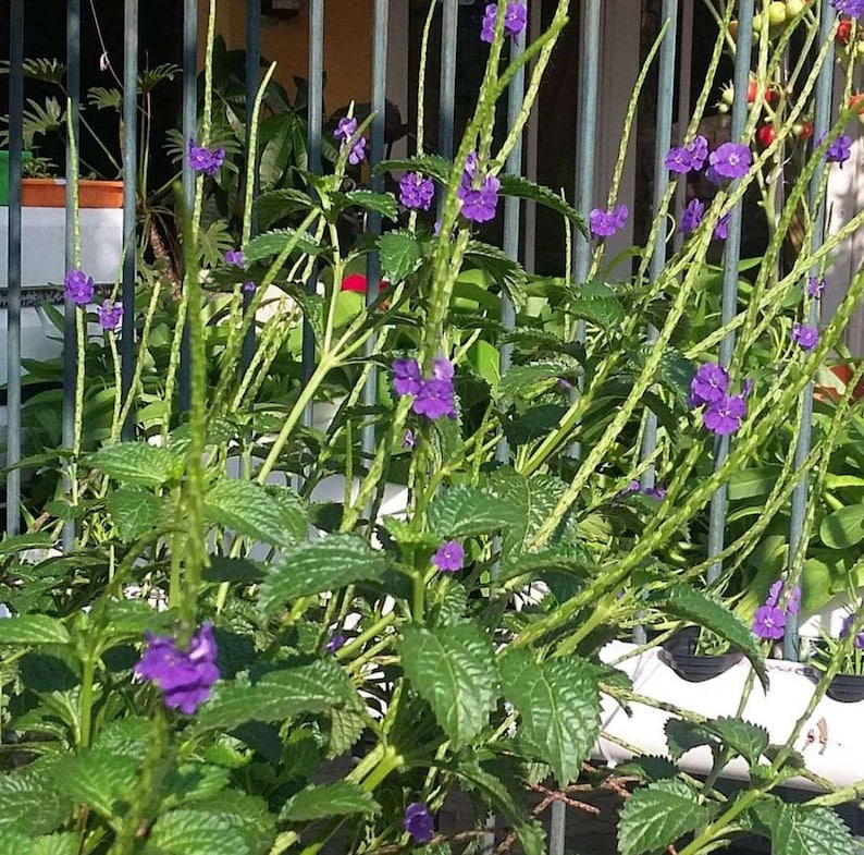 DRIED -daun Pecut Kuda (stachytarpheta Jamaicensis) - Etsy
