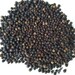 Lada Hitam, Black Pepper (piper Nigrum) - Etsy