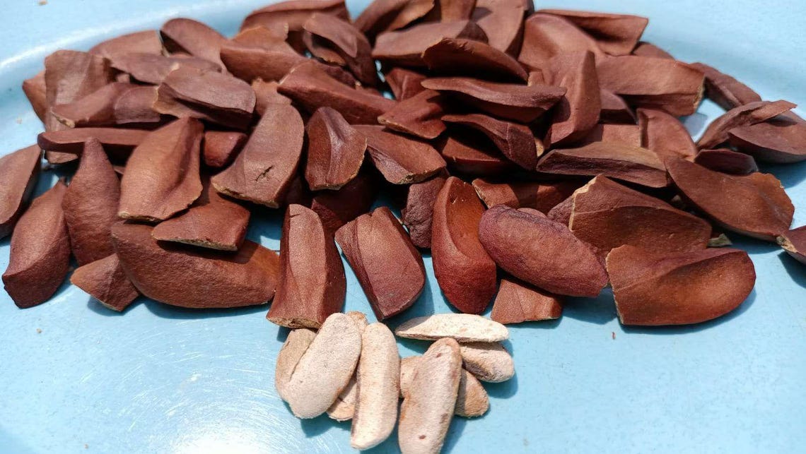 DRIED - Biji Mahoni (swietenia Mahagoni) - Etsy