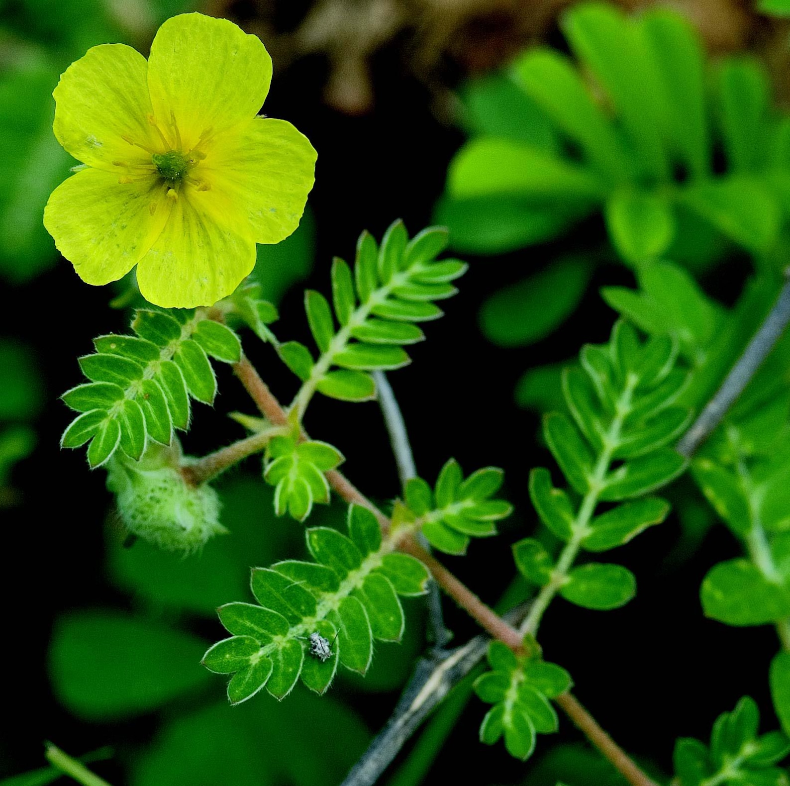 DRIED - Tribulus (tribulus Terrestris) - Etsy