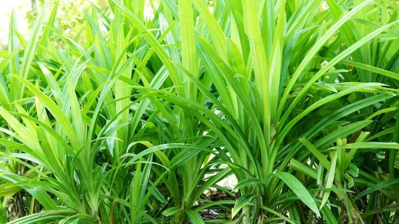 FRESH - Daun Pandan (pandanus Amaryllifolius) - Etsy