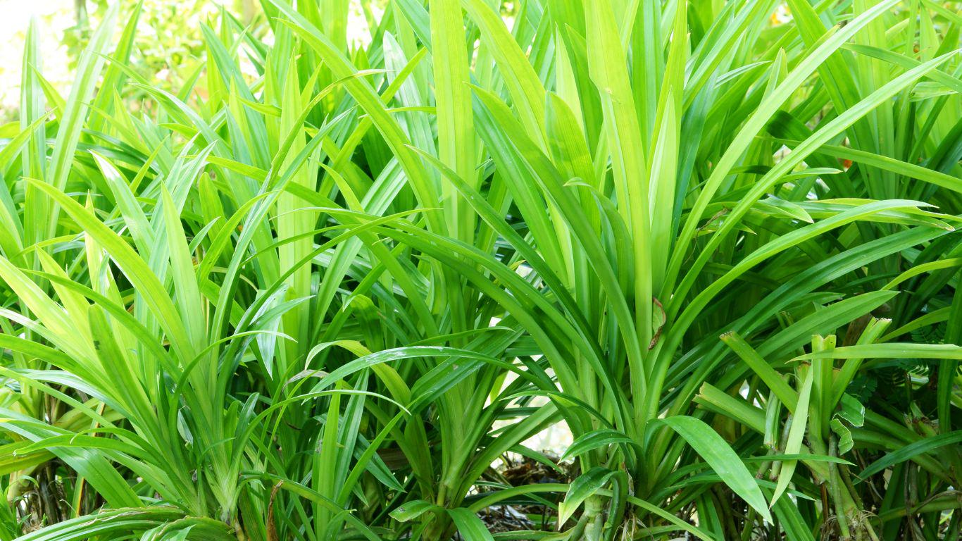 FRESH - Daun Pandan (pandanus Amaryllifolius) - Etsy