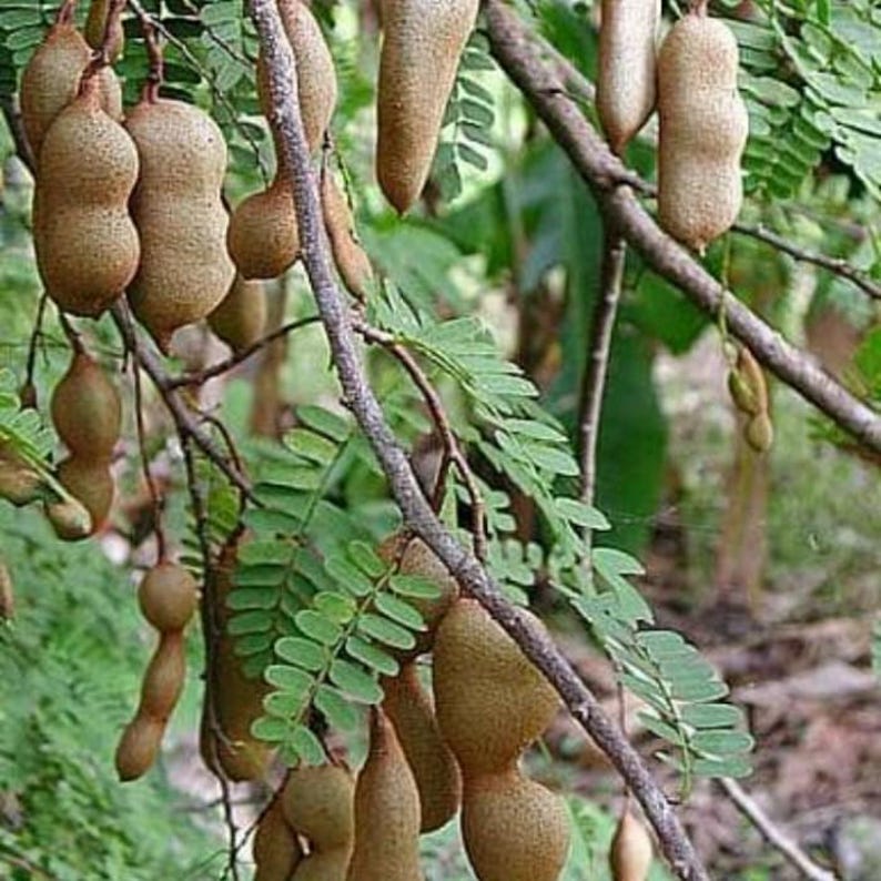 Asam Jawa (tamarindus Indica) - Etsy