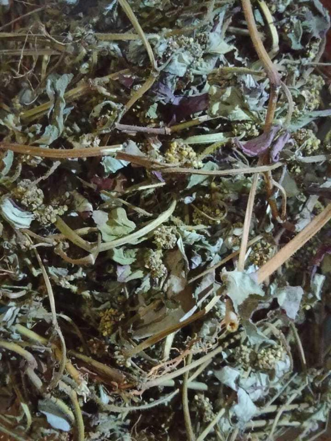 DRIED - Patikan Kebo, Asthma Plant (euphorbia Hirta) - Etsy