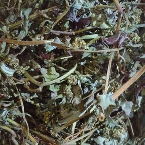 DRIED - Patikan Kebo, Asthma Plant (euphorbia Hirta) - Etsy