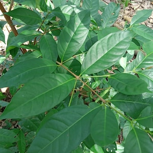 FRESH - Daun Salam, Bay Leaves (syzygium Polyanthum) - Etsy