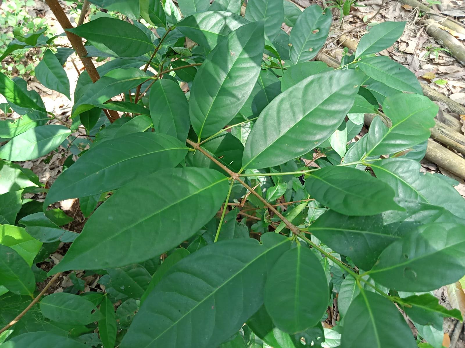 FRESH - Daun Salam, Bay Leaves (syzygium Polyanthum) - Etsy