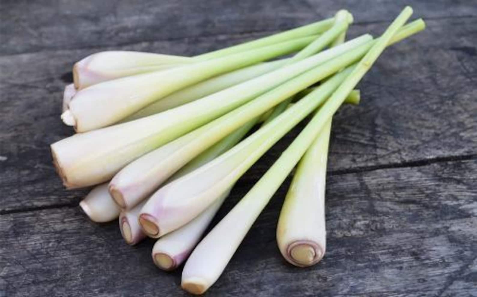 DRIED - Serai, Sereh, Lemongrass (cymbopogon Citratus) - Etsy