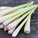 DRIED - Serai, Sereh, Lemongrass (cymbopogon Citratus) - Etsy