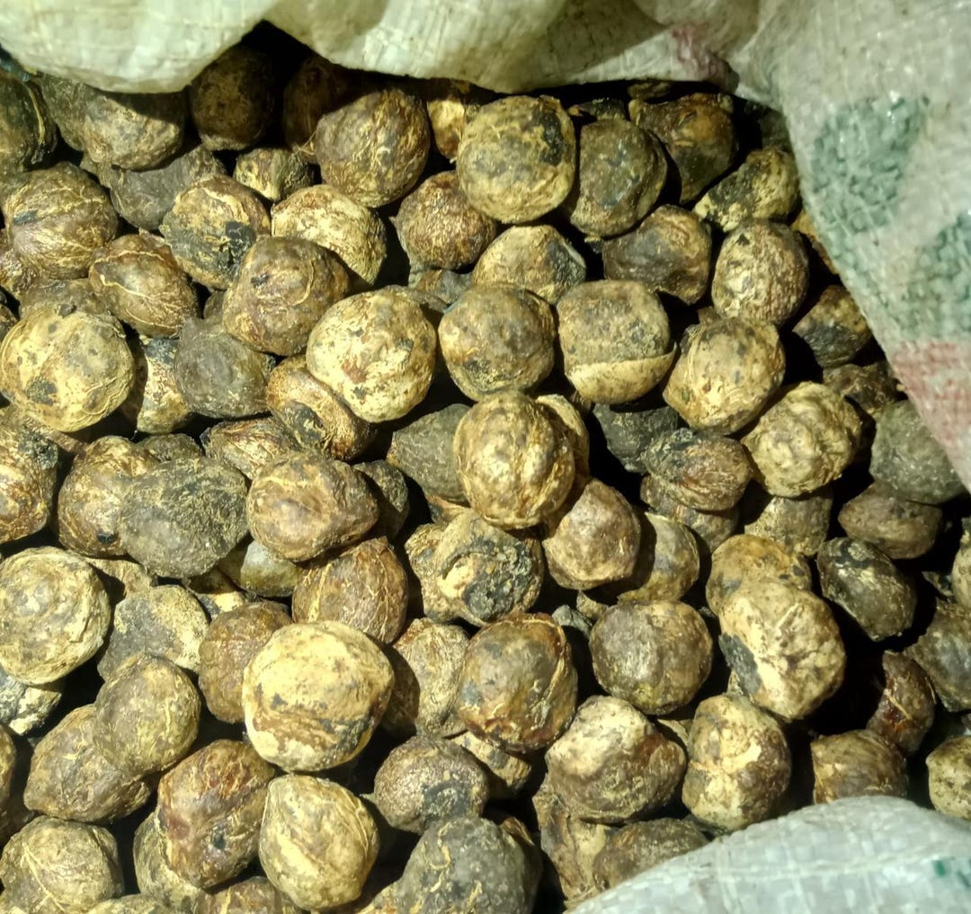 Cangkang Kemiri, Candlenut Shell - Etsy