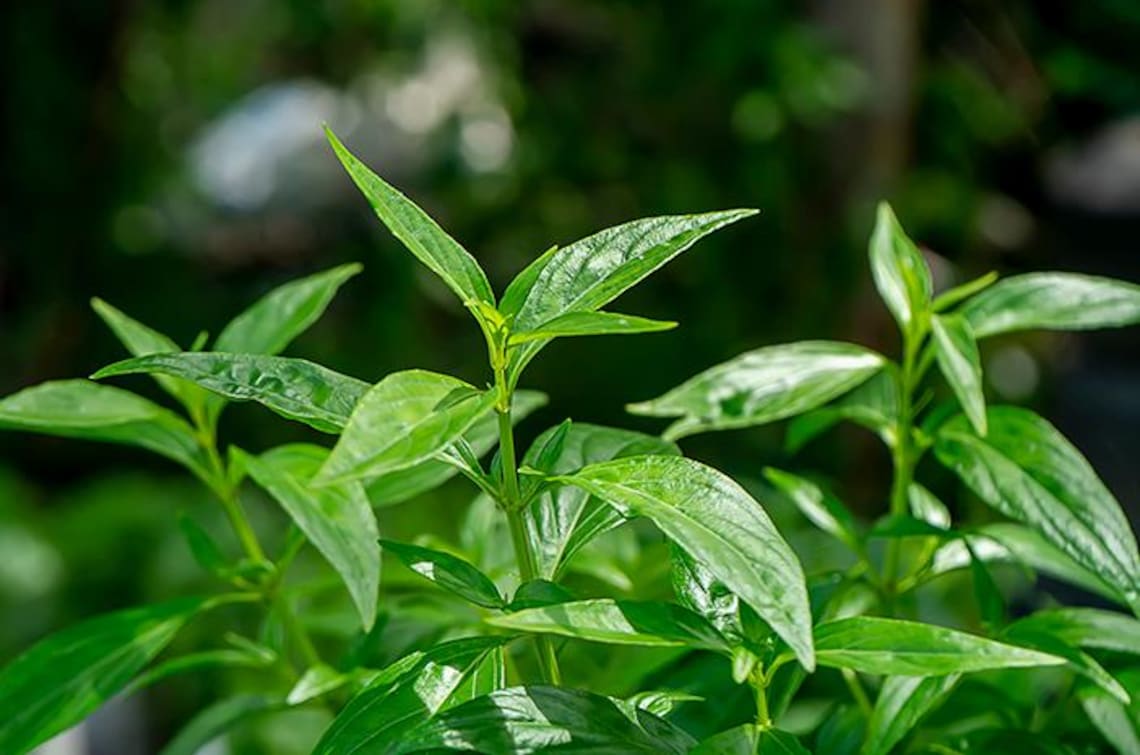 Dried Daun Sambiloto Andrographis Paniculata Etsy