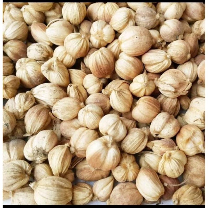 Kapulaga, Cardamom (amomum Compactum) - Etsy