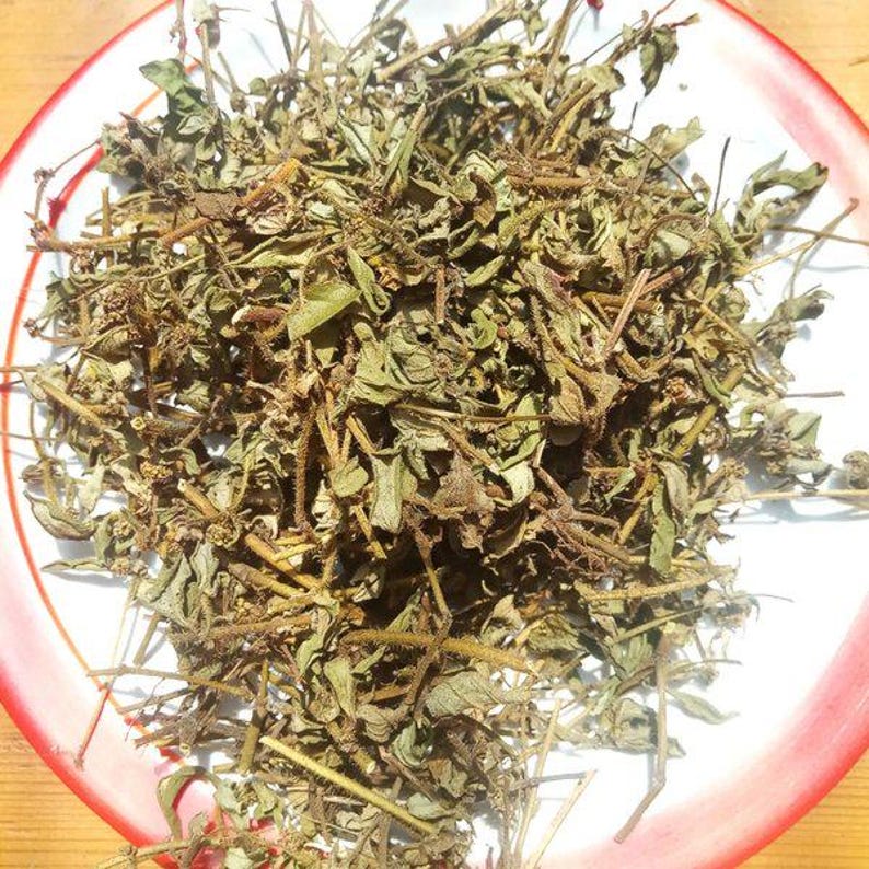 DRIED - Patikan Kebo, Asthma Plant (euphorbia Hirta) - Etsy