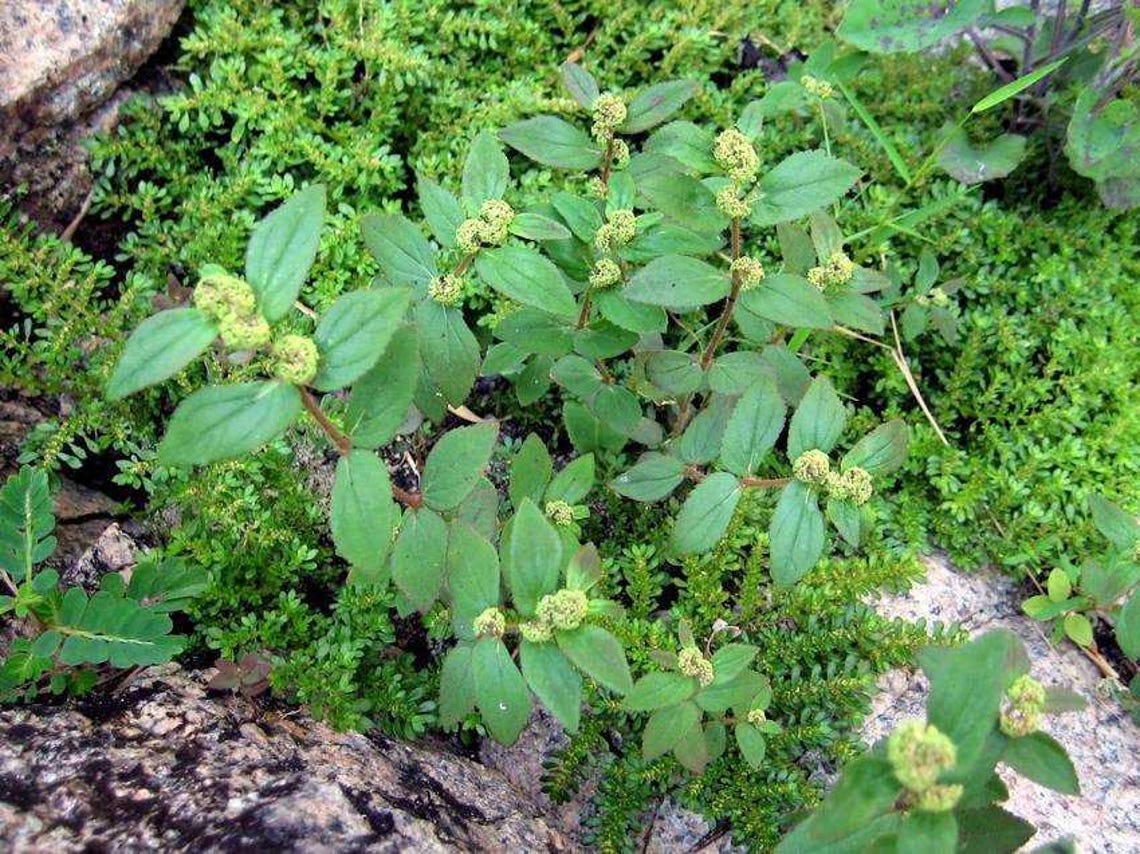 DRIED - Patikan Kebo, Asthma Plant (euphorbia Hirta) - Etsy