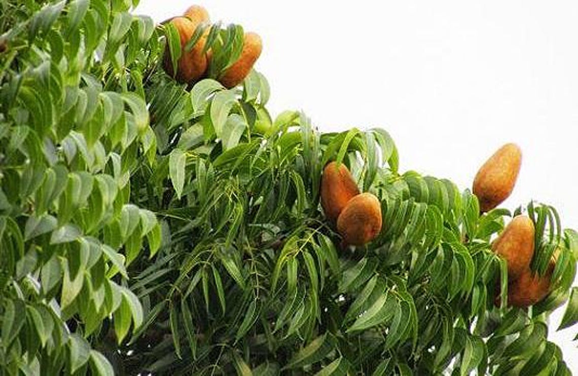 DRIED - Biji Mahoni (swietenia Mahagoni) - Etsy