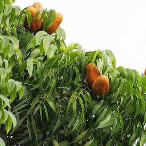 DRIED - Biji Mahoni (swietenia Mahagoni) - Etsy