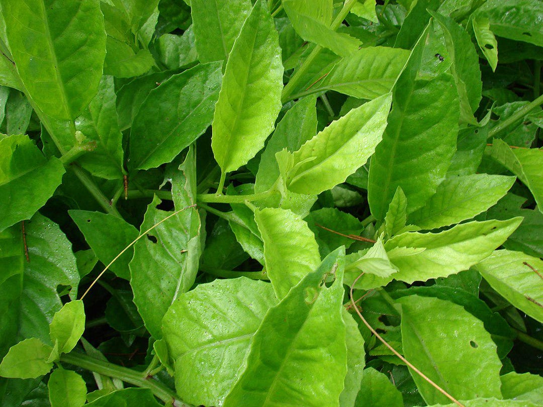 DRIED - Daun Sambung Nyawa (gynura Procumbens) - Etsy
