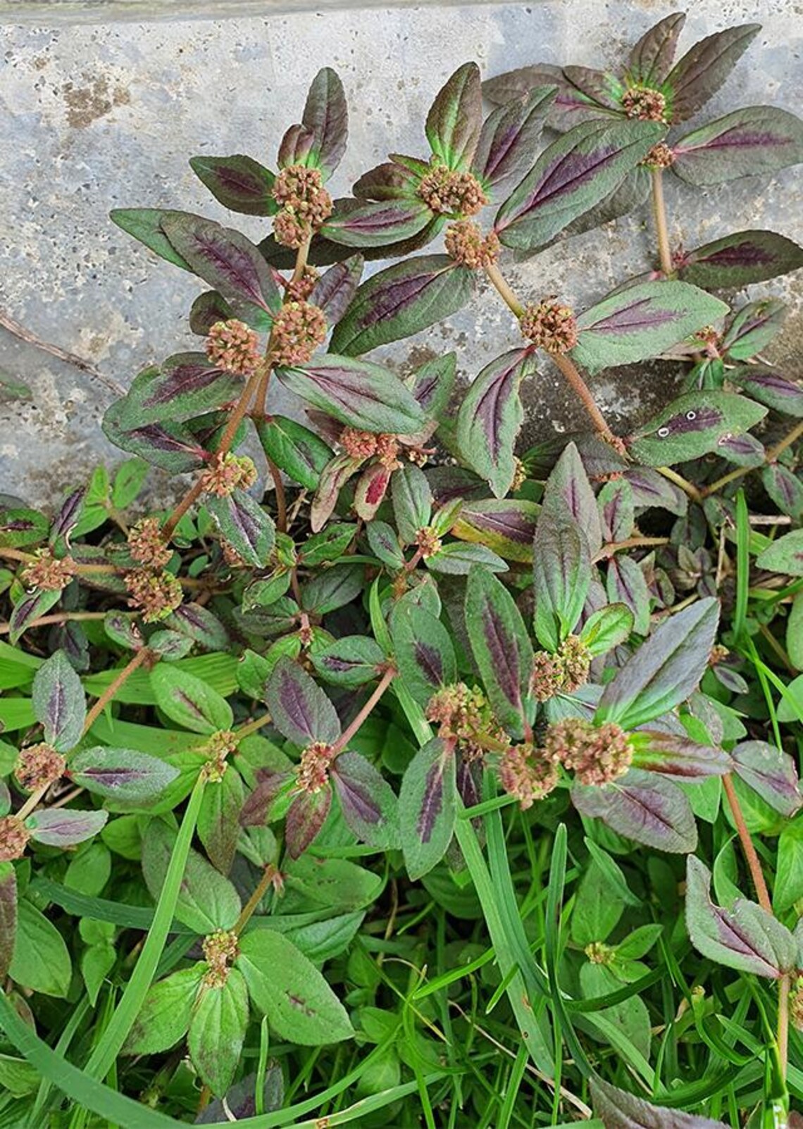 DRIED - Patikan Kebo, Asthma Plant (euphorbia Hirta) - Etsy
