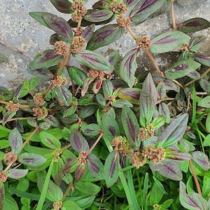 DRIED - Patikan Kebo, Asthma Plant (euphorbia Hirta) - Etsy