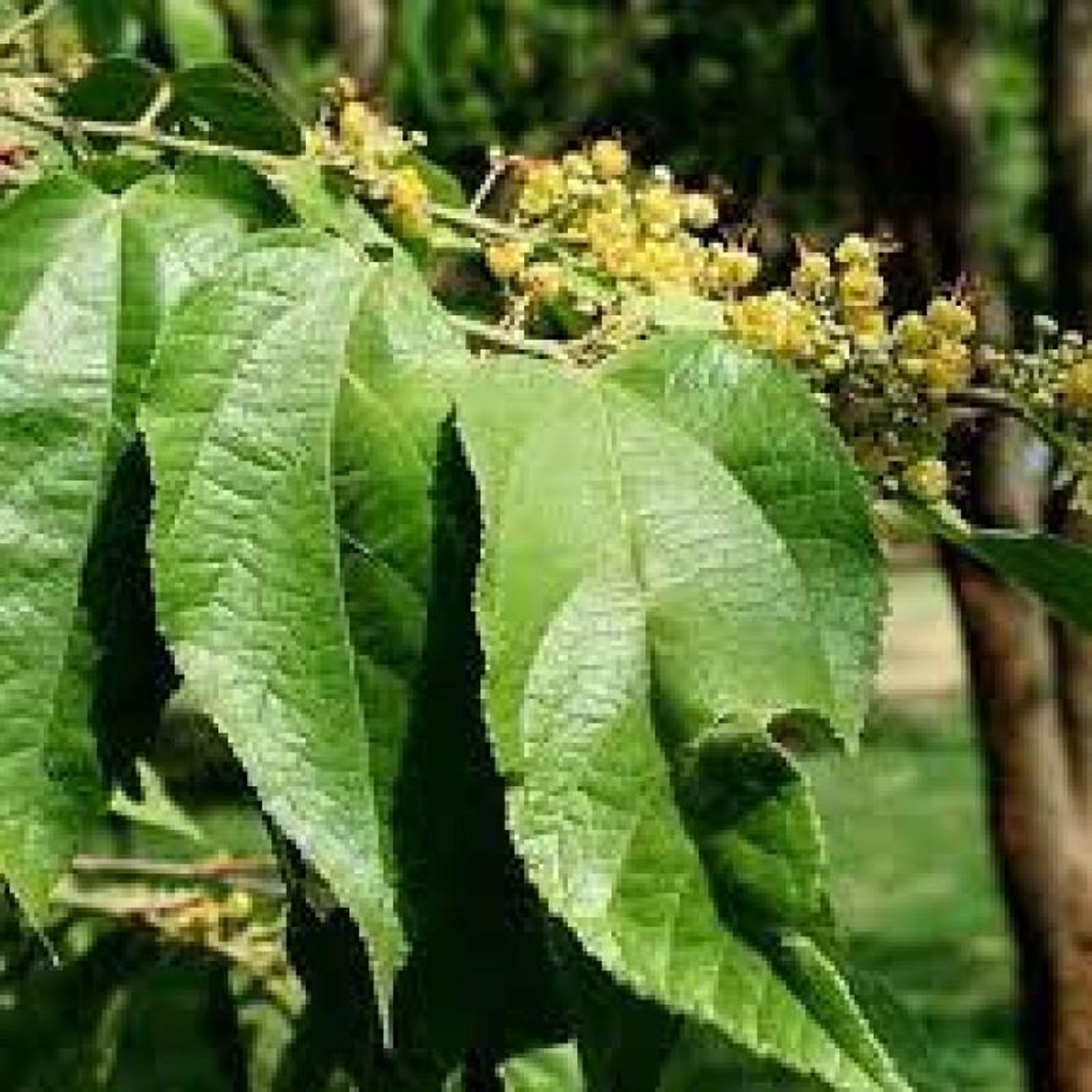 DRIED - Daun Jati Belanda , West Indian Elms (guazuma Ulmifolia) - Etsy