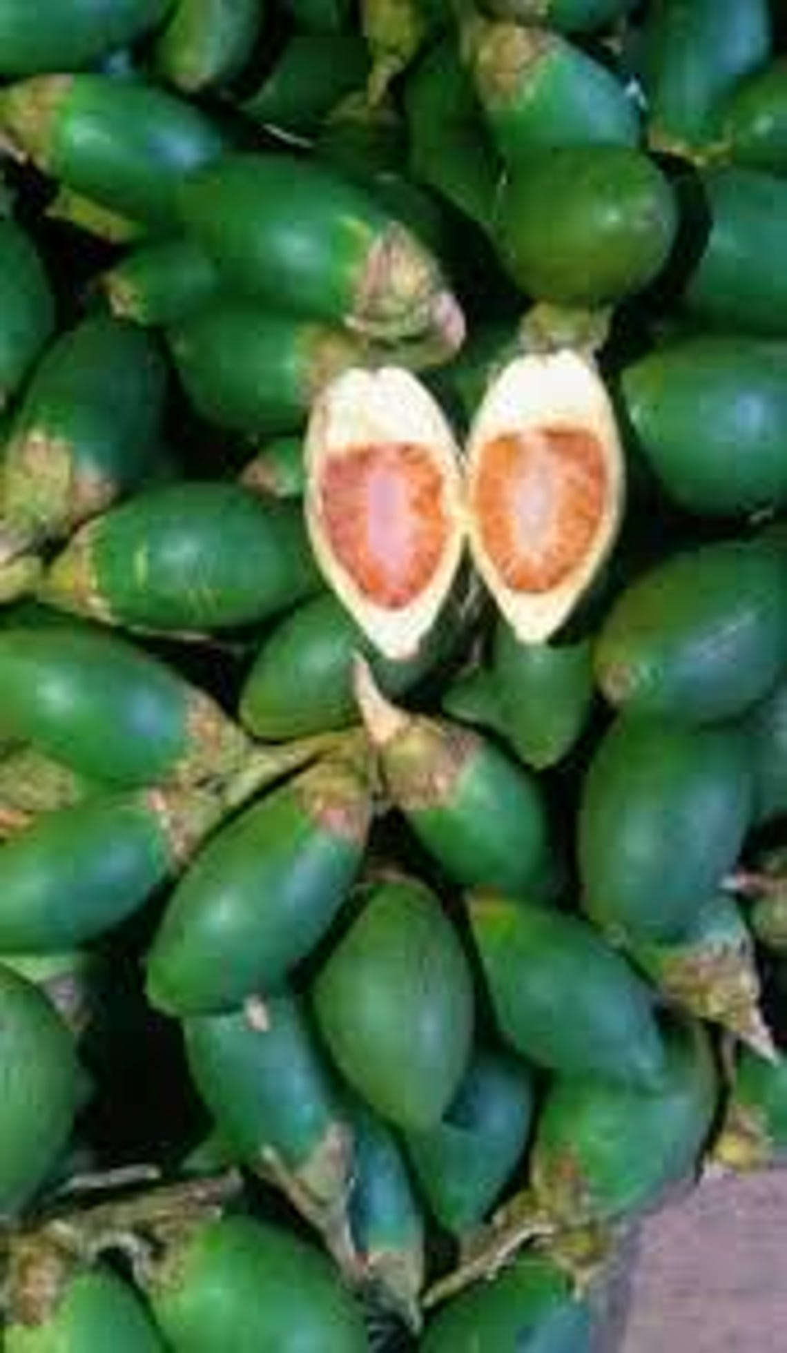 Buah Pinang, Betel Palm Fruit (areca Catechu) - Etsy