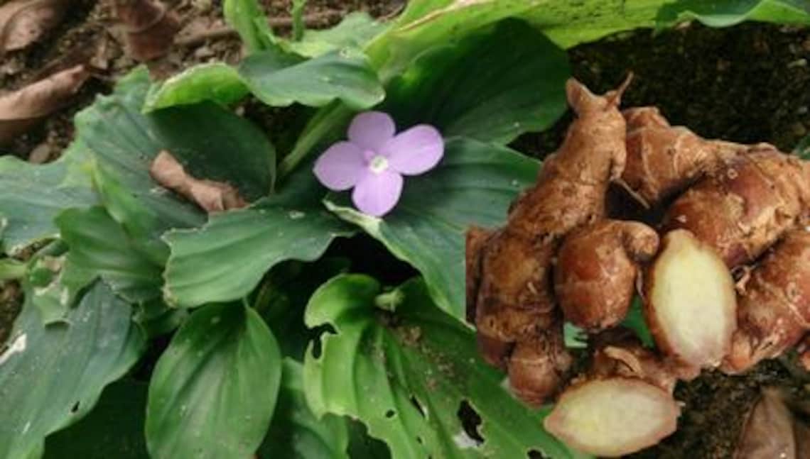 DRIED - Kencur, Aromatic Ginger (kaempferia Galanga) - Etsy