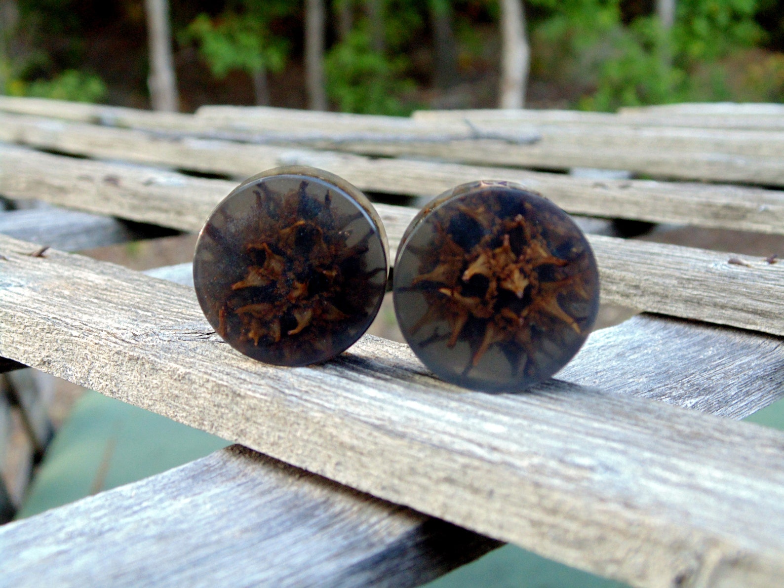 25mm Original 3D Cast Sweet Gum Pod Plugs. Brass Inlay on Pod | Etsy