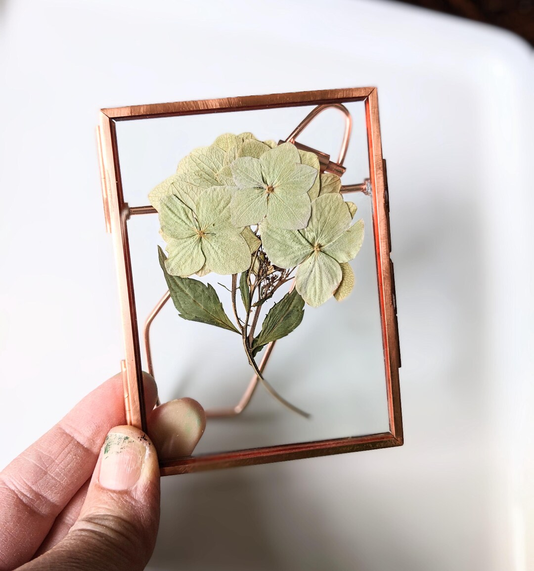 Bezel Glass Pressed Flower Art, Aster Framed Flower Art, Pressed ...