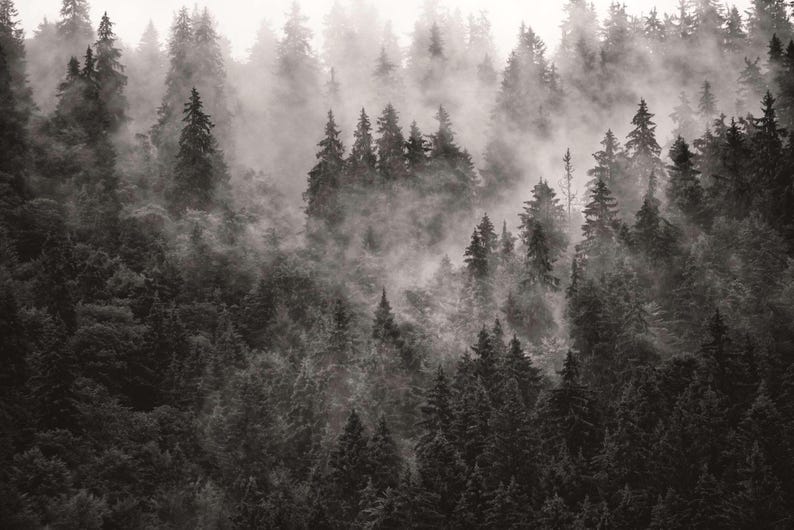 Foggy Forest Wall Mural | Misty Landscape Wall Decor for Bedroom and ...
