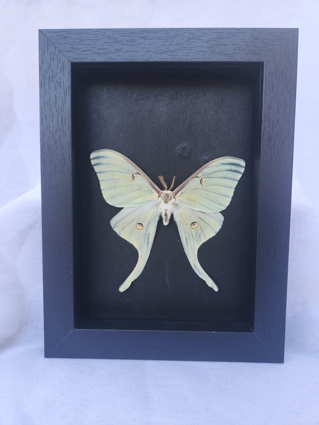 Hand Raised Real Luna Moth MALE - Etsy