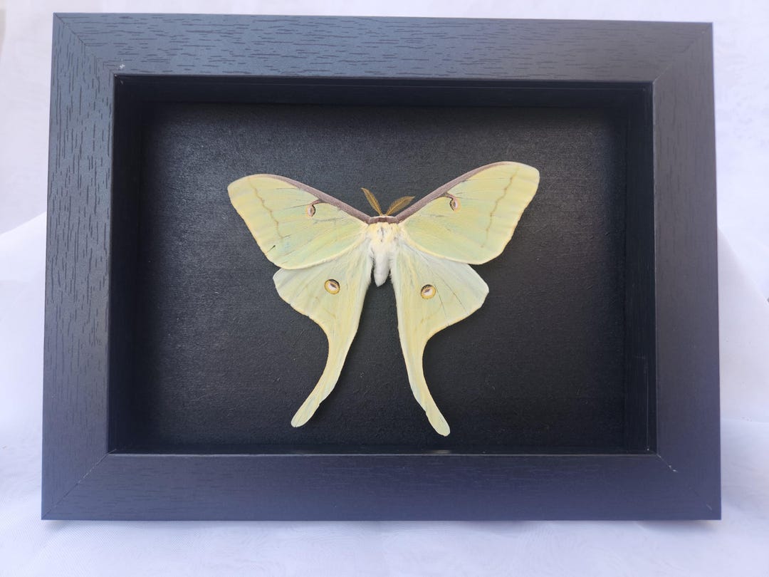 Hand Raised Real Luna Moth MALE - Etsy
