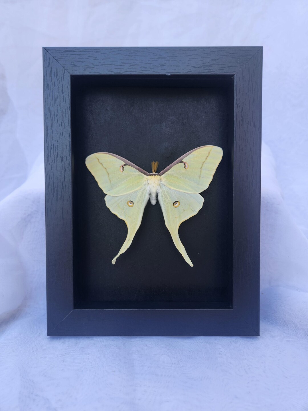 Hand Raised Real Luna Moth MALE - Etsy