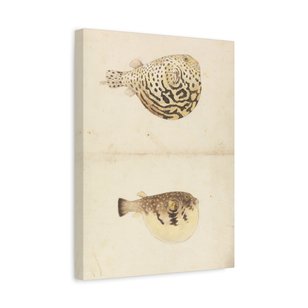 Blow Fish Illustration. Vintage Italian Art Luigi Balugani. Luxe Home ...