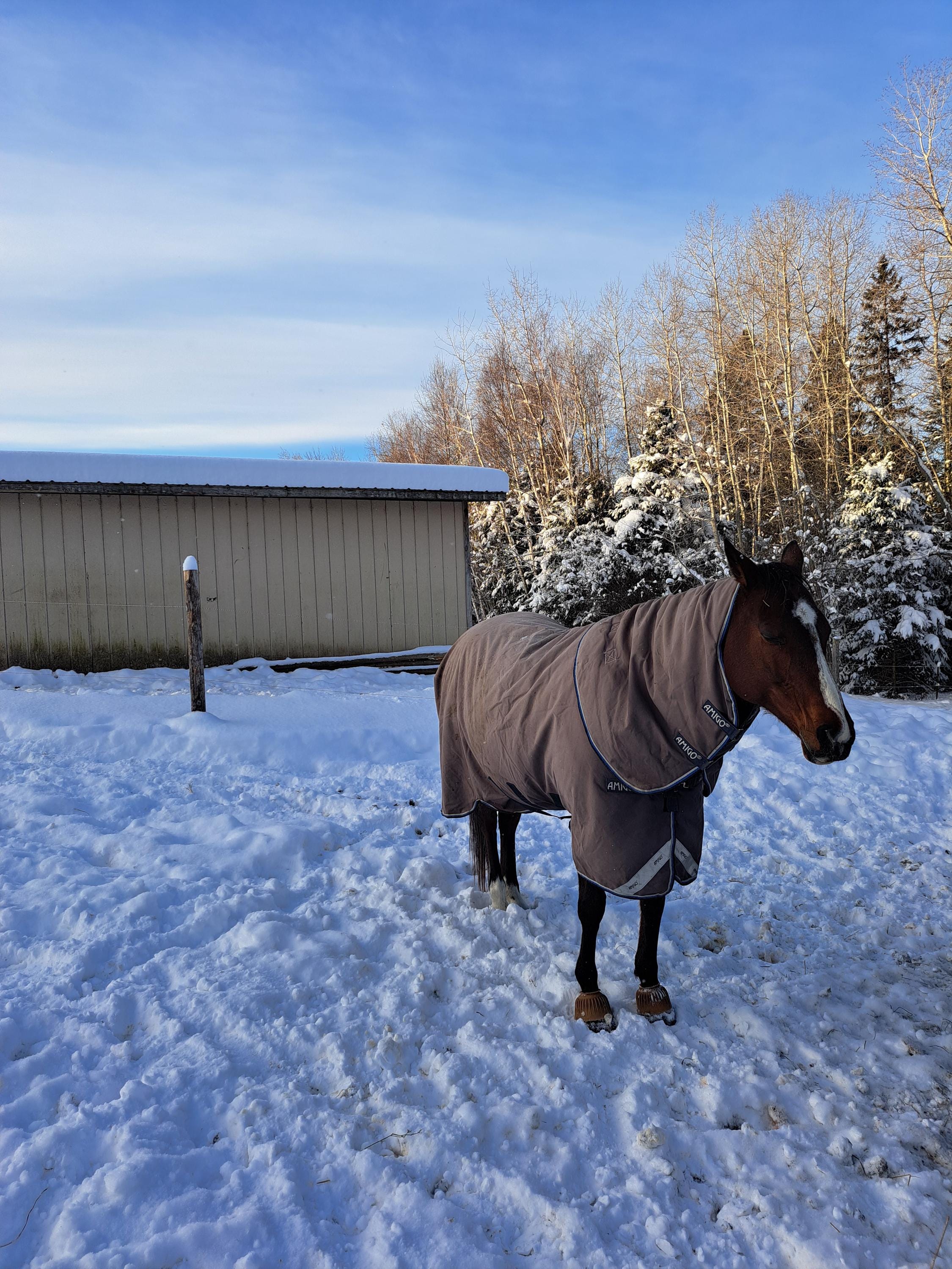 Horse Blanket Chart - Printable Template - Etsy