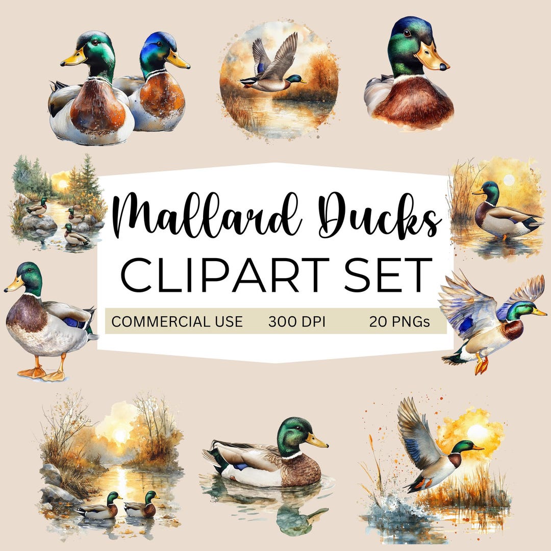 Mallard Ducks Watercolor Clipart, Duck Hunting, Sublimation PNG ...